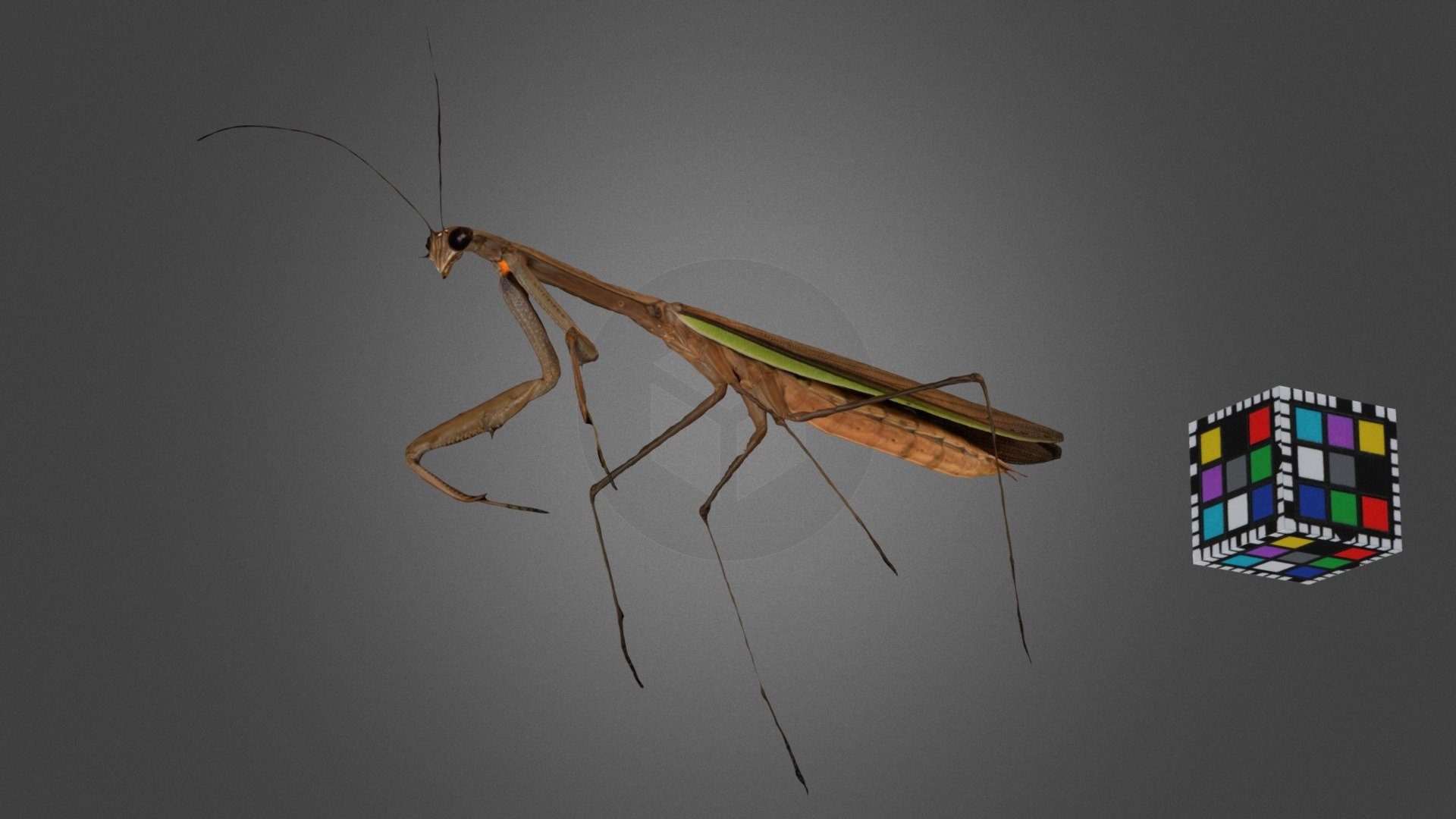 チョウセンカマキリ ♂ Praying Mantis, T. angustipennis - Download Free 3D model by ffish.asia / floraZia ...