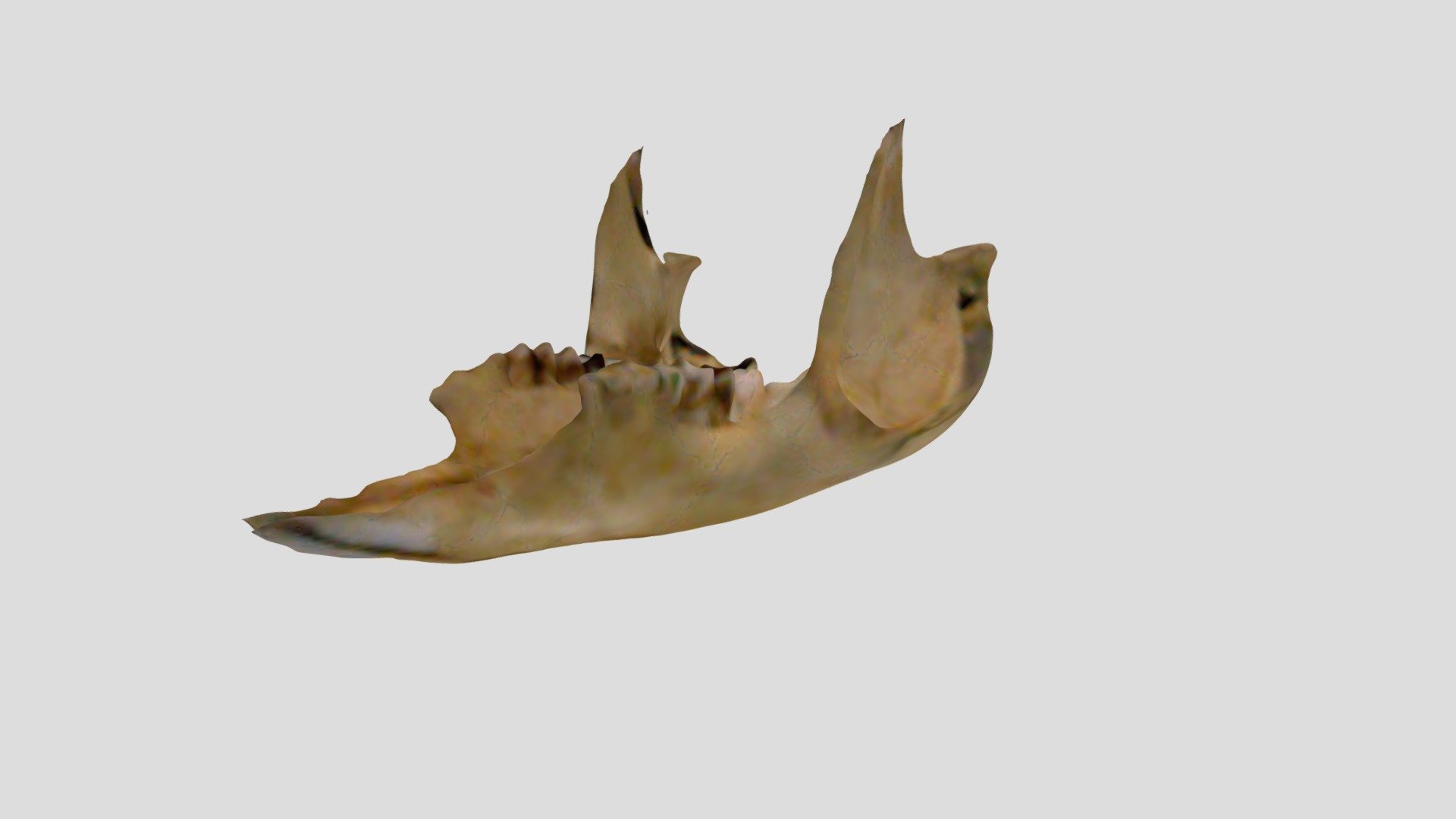 WAM M49175 - Black-footed Rock-Wallaby (Jaw) - 3D model by Western ...