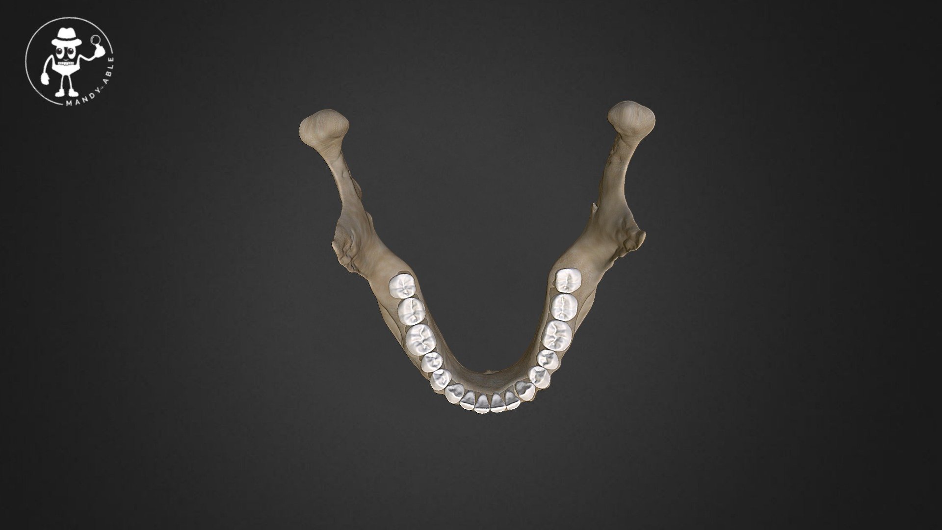 Mandibular Permanent teeth - 3D model by Doha Abualhija (@mandibleid ...