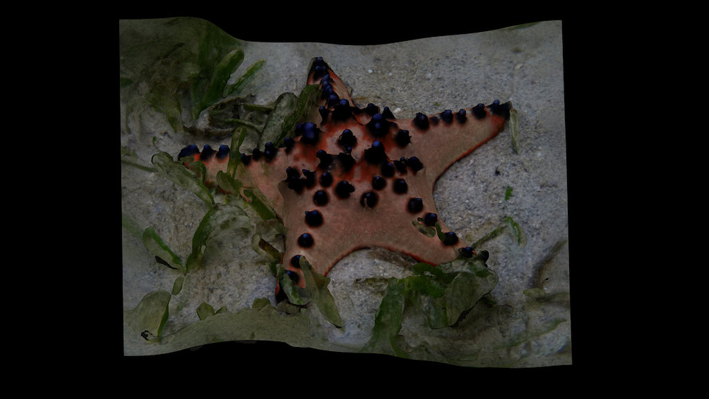 Sea Creatures - A 3D model collection by baxterbaxter - Sketchfab