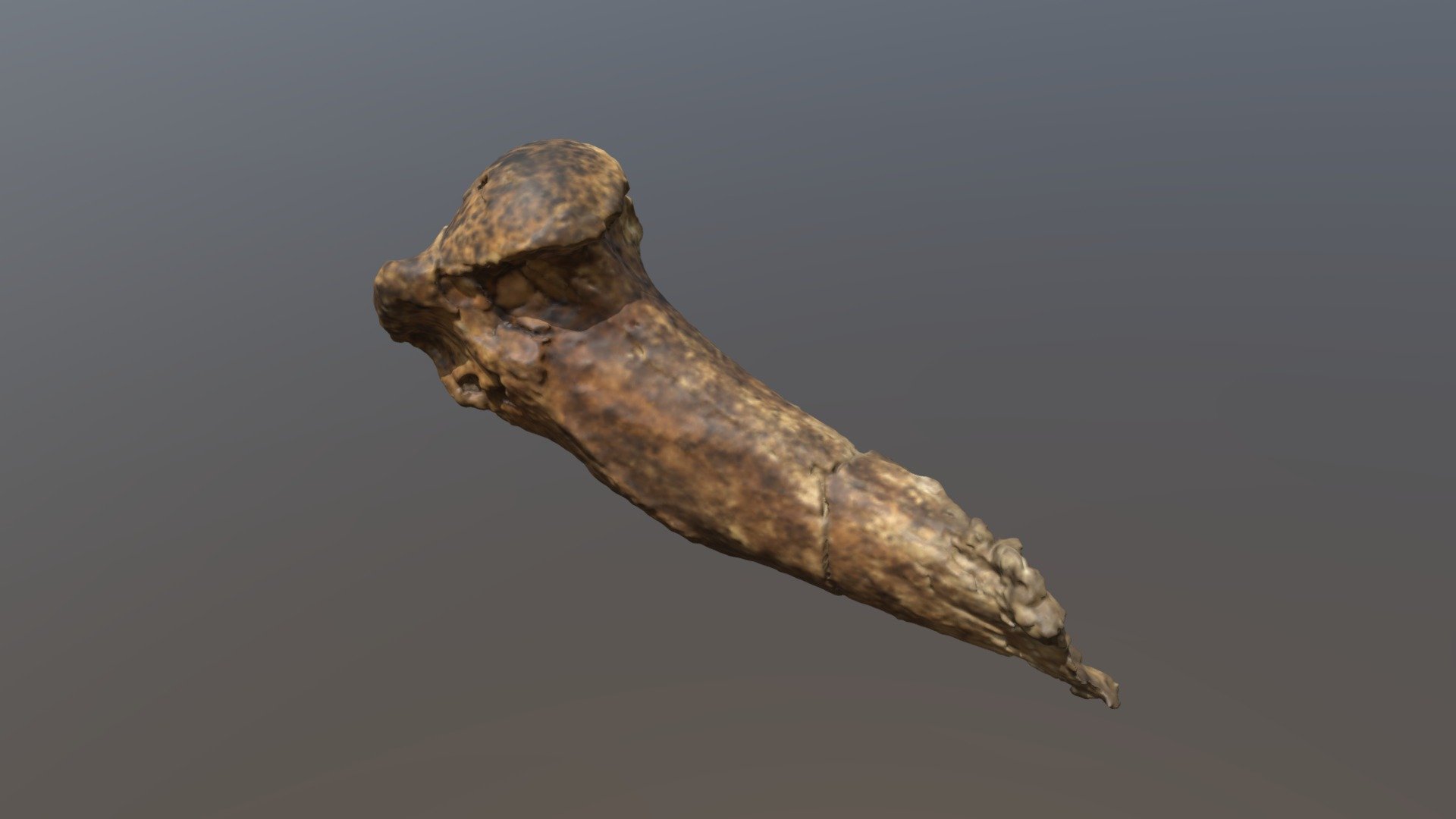 Smilodon fatalis Humerus (VCU_3D_4713) - 3D model by Virtual Curation ...