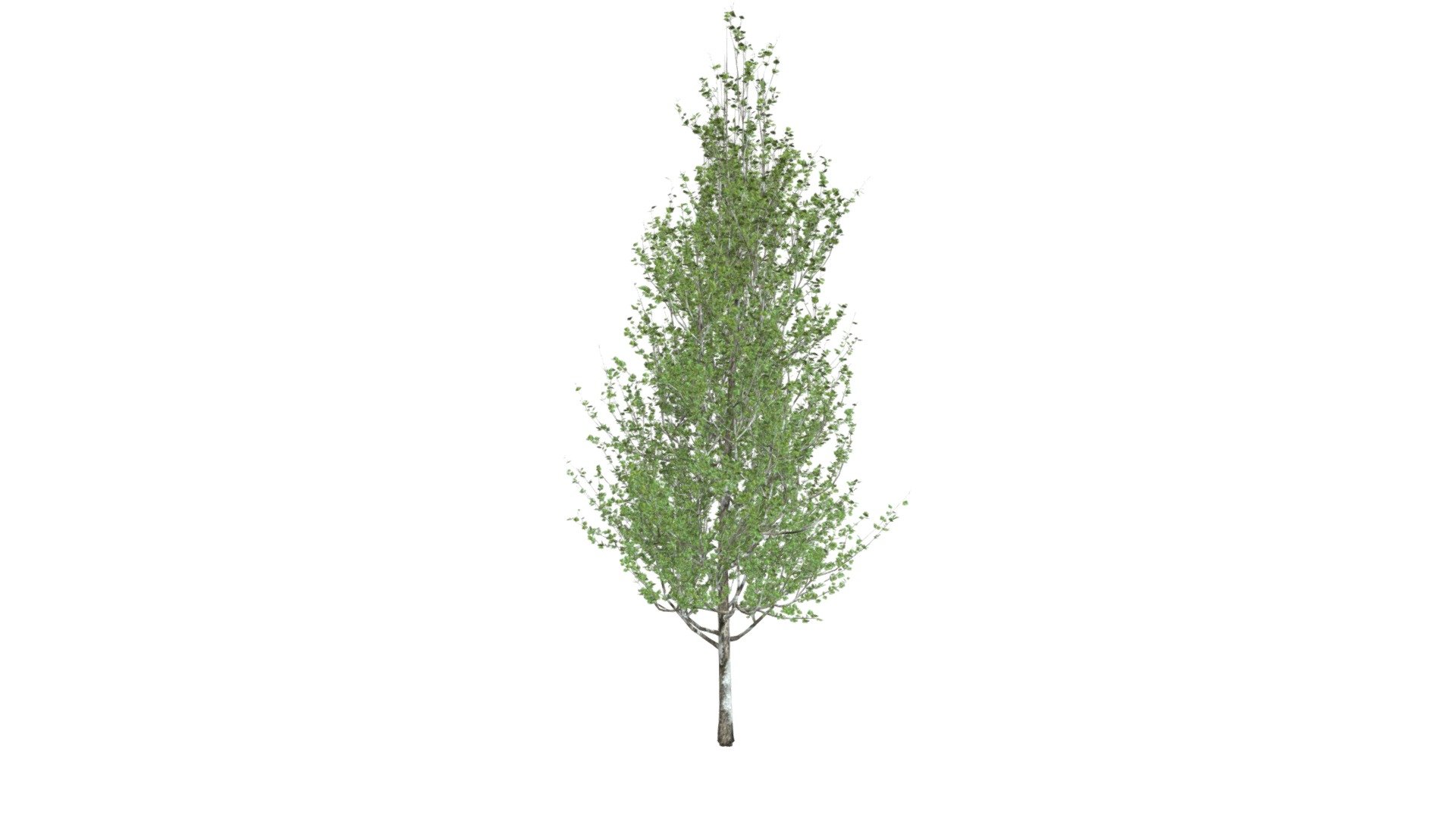 Lombardy Poplar Tree #08 - Buy Royalty Free 3D model by meshshape ...