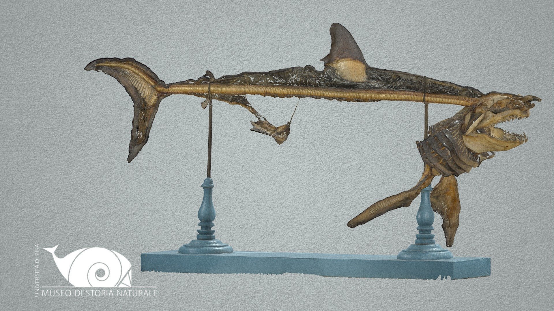 Shortfin mako shark - 3D model by Natural History Museum, University of ...