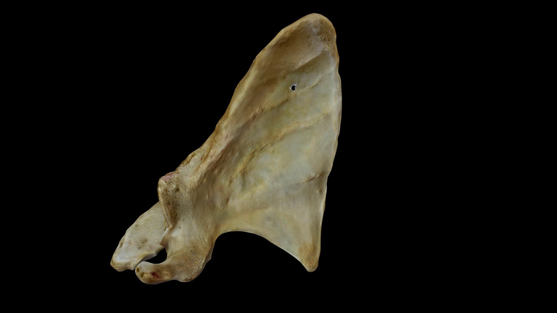Lopatka_LP_UV1 - 3D model by zuryfix.com (@zuryfix) [04a9f16] - Sketchfab