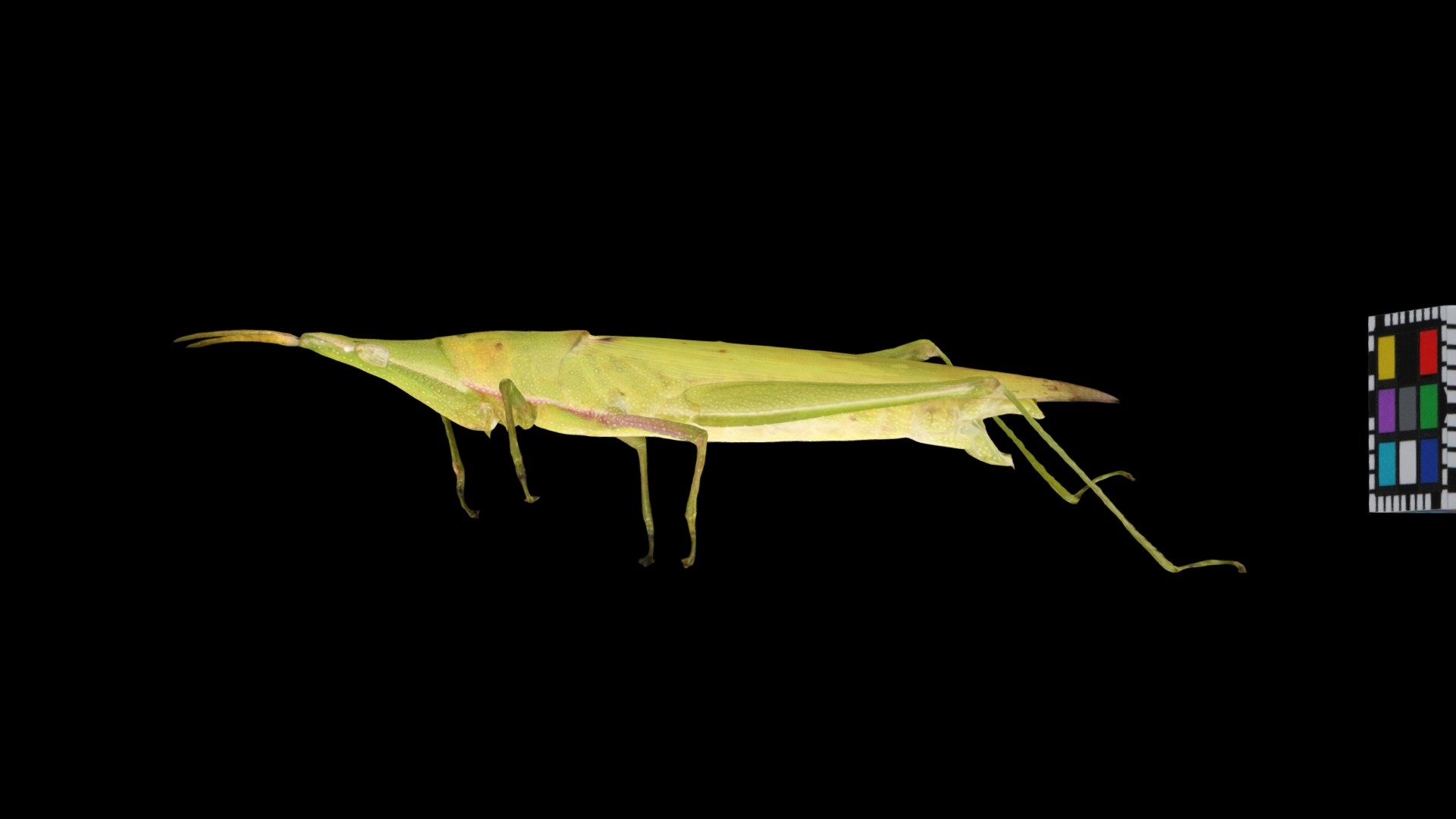 オンブバッタ ♀ Long-headed Locust, Atractomorpha lata - Download Free 3D ...