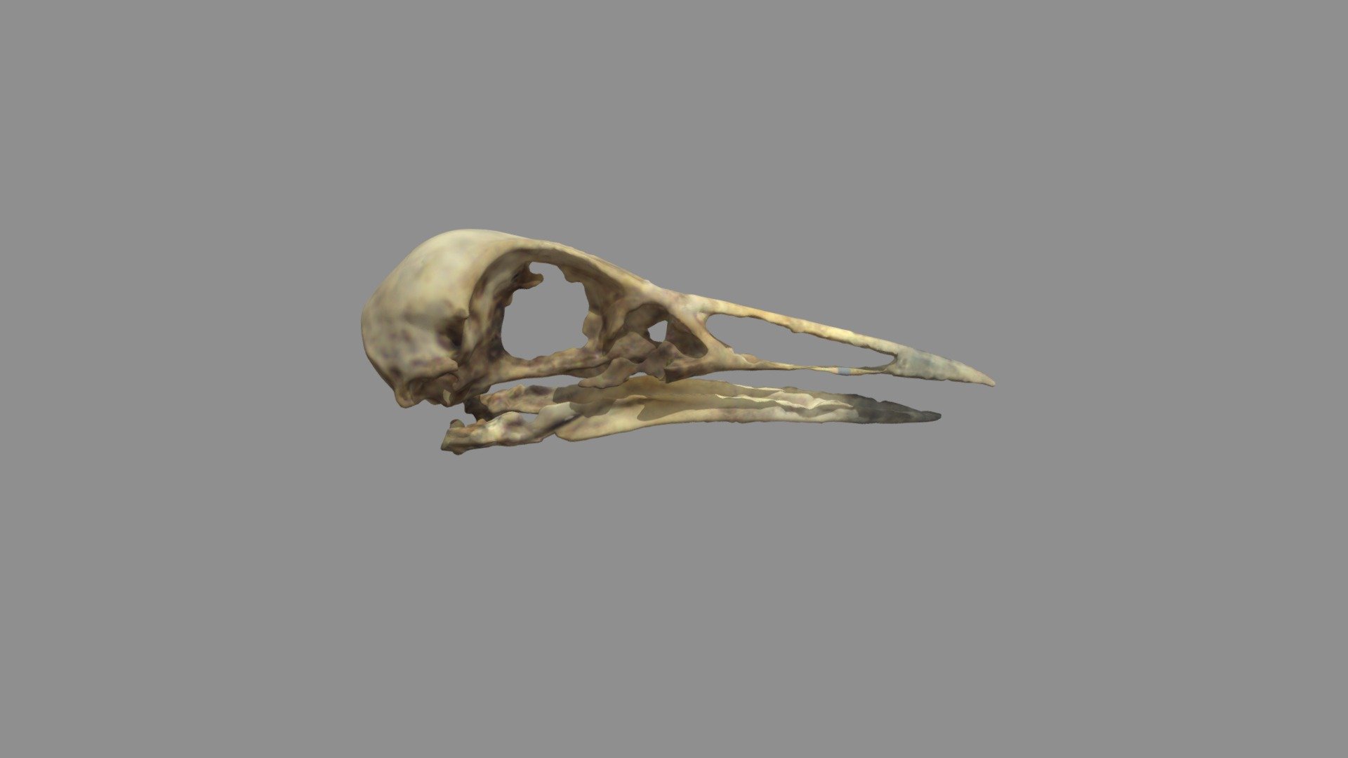 Aramides cajaneus Skull - 3D model by LabFA [04ace72] - Sketchfab