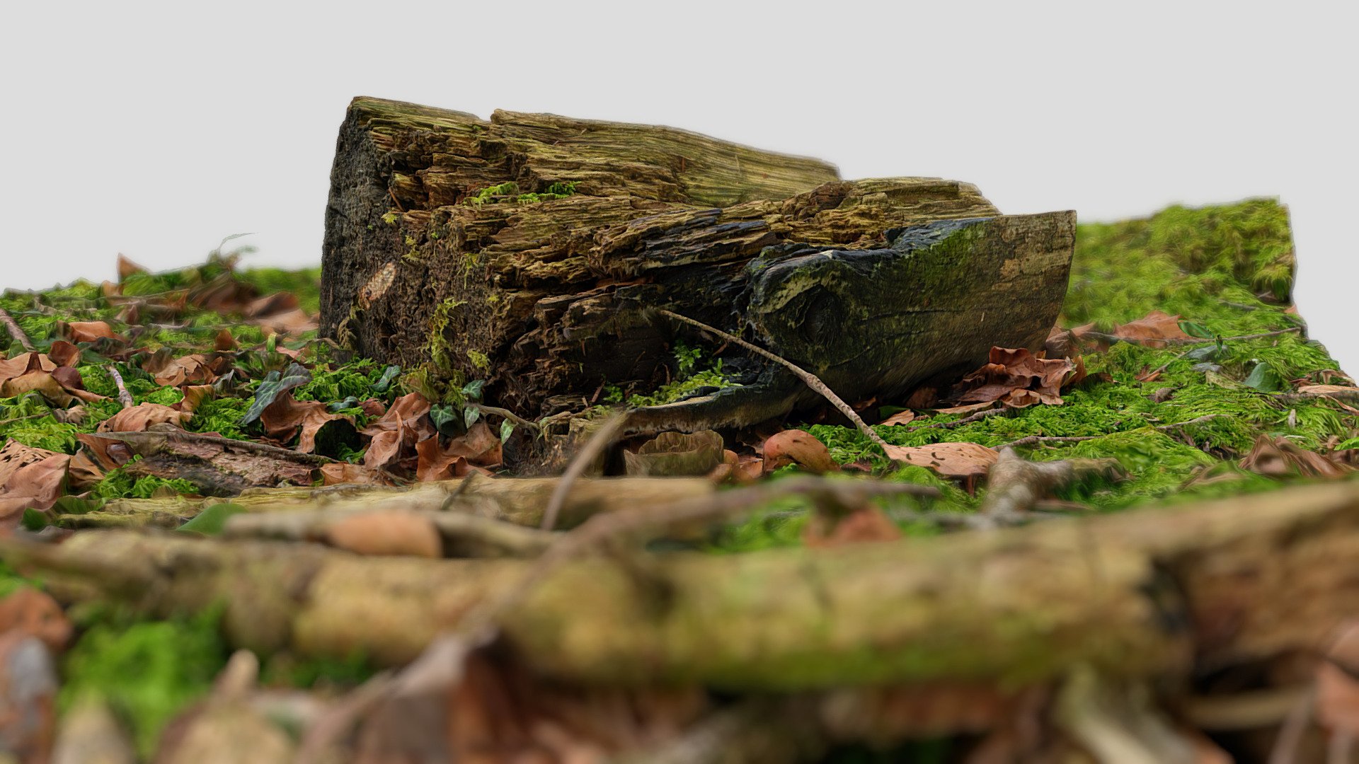 Tree torn scan 8k 026 - Buy Royalty Free 3D model by immerge [04ad80a ...