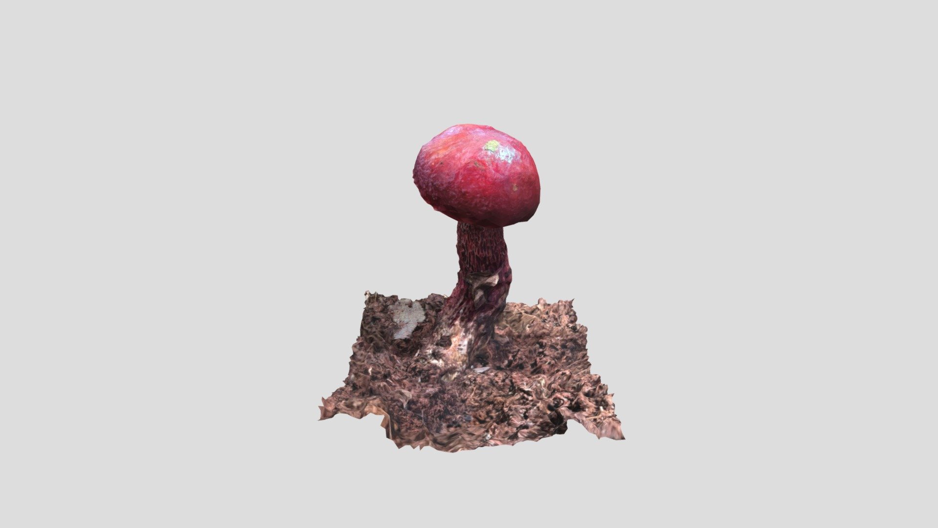 Exsudoporus frosti - 3D model by Diguital.Trip.Fredy [04af3a8] - Sketchfab