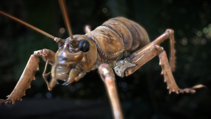 Glasshopper 3D models - Sketchfab