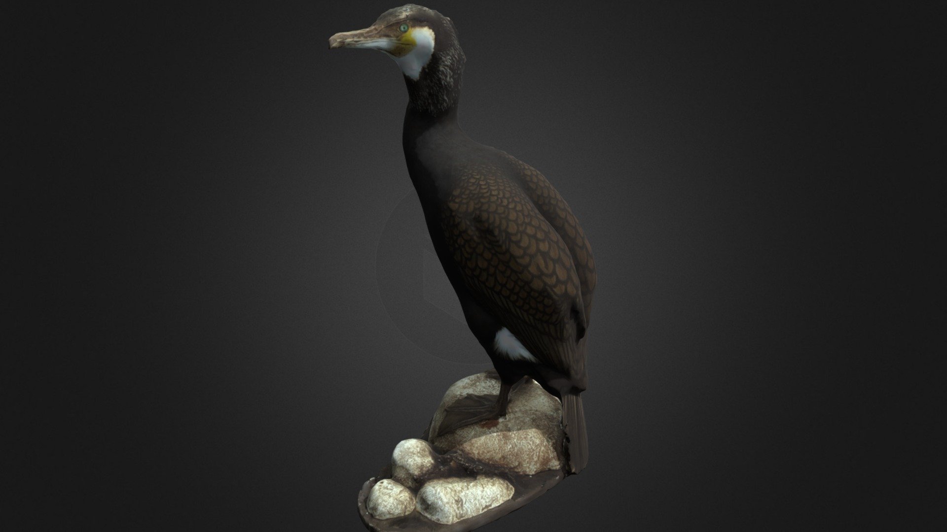 Merimetso (Phalacrocorax carbo) - 3D model by VirtualOulu [04b8eb5 ...