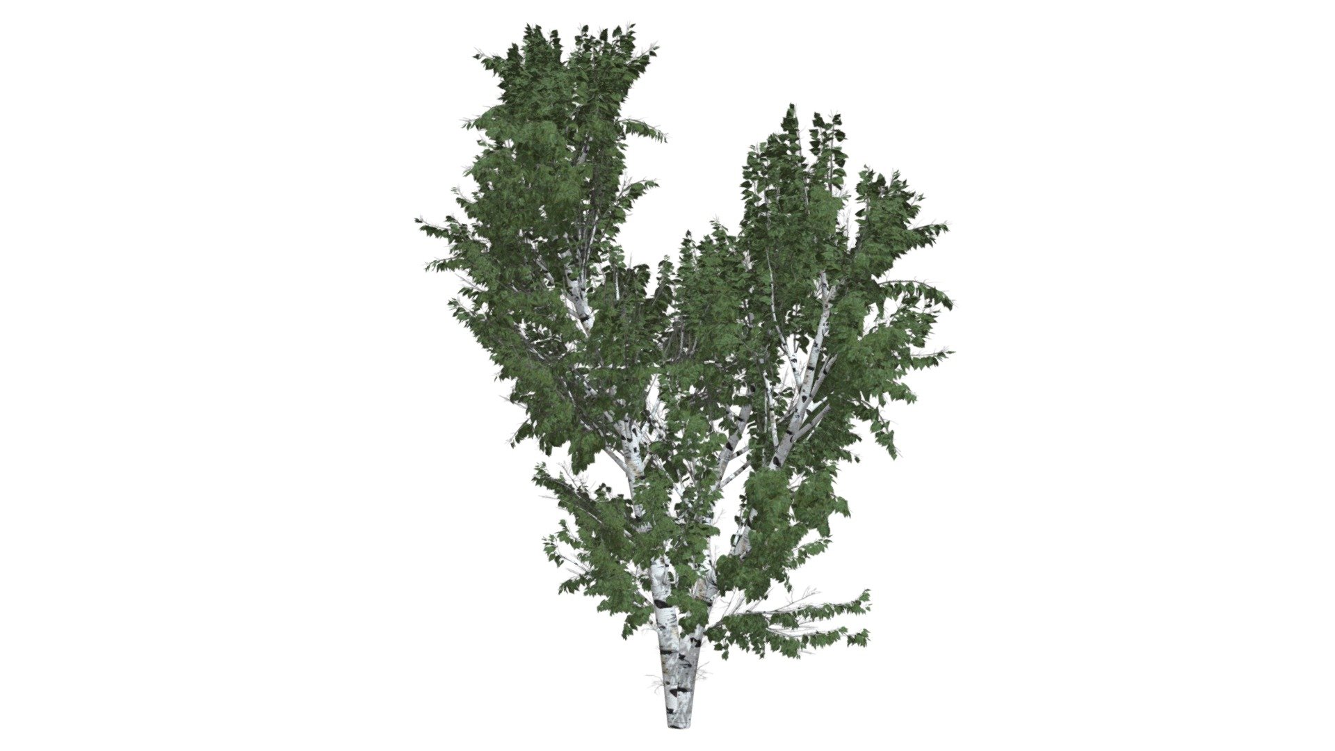 European White Birch Tree #04 - Buy Royalty Free 3D model by meshshape ...