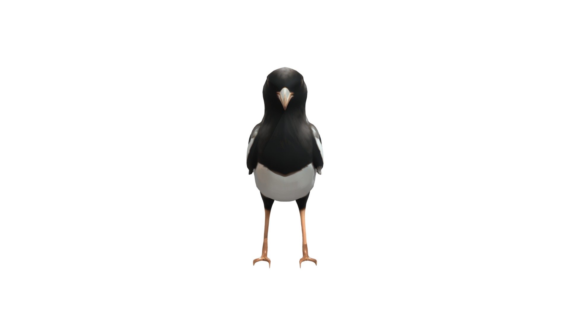 Standing magpie bird - Download Free 3D model by kamu (@asad.aziz009 ...