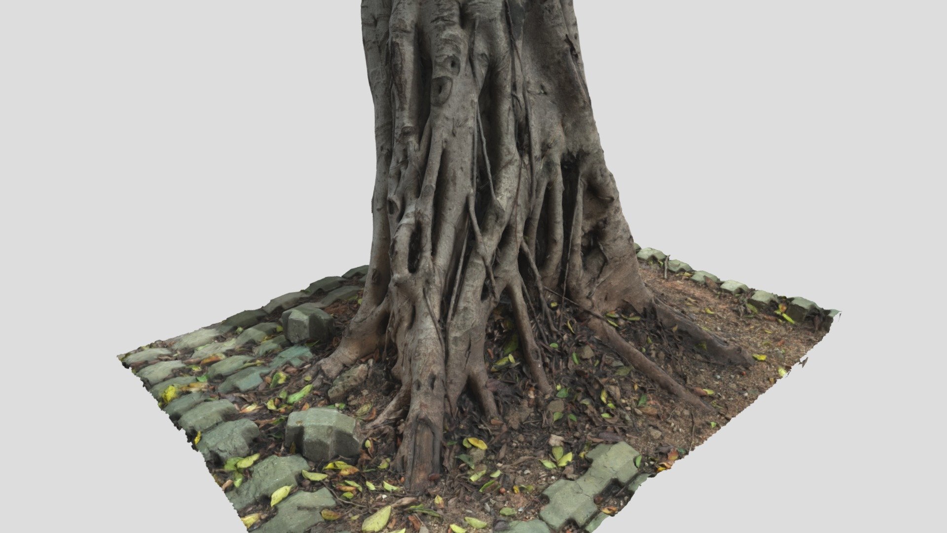 Tree 11 Scan - Download Free 3D model by joeshu [04bfbd2] - Sketchfab