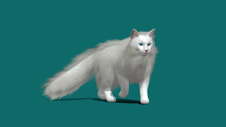Coon 3D models - Sketchfab