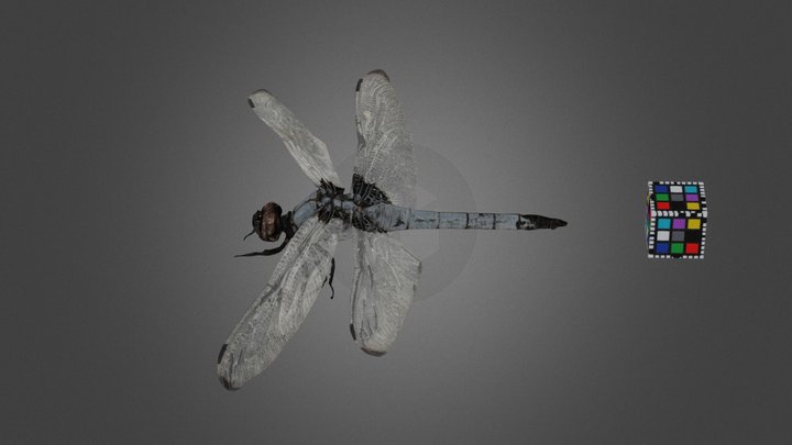 Melania 3D models - Sketchfab