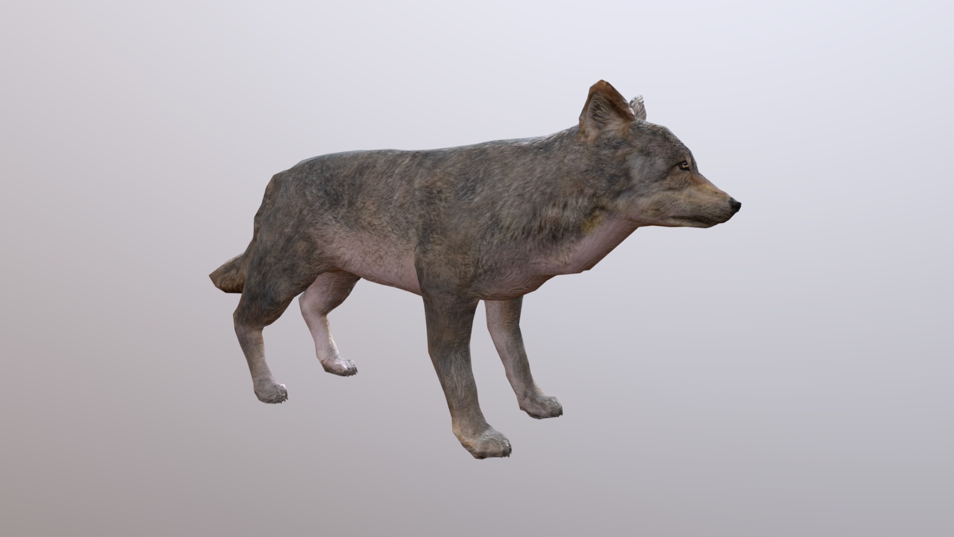 Wolf - Buy Royalty Free 3D model by 3dlowpoly [04ce0ac] - Sketchfab Store