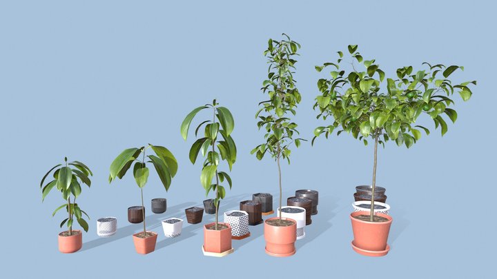 Avocado 3D models - Sketchfab