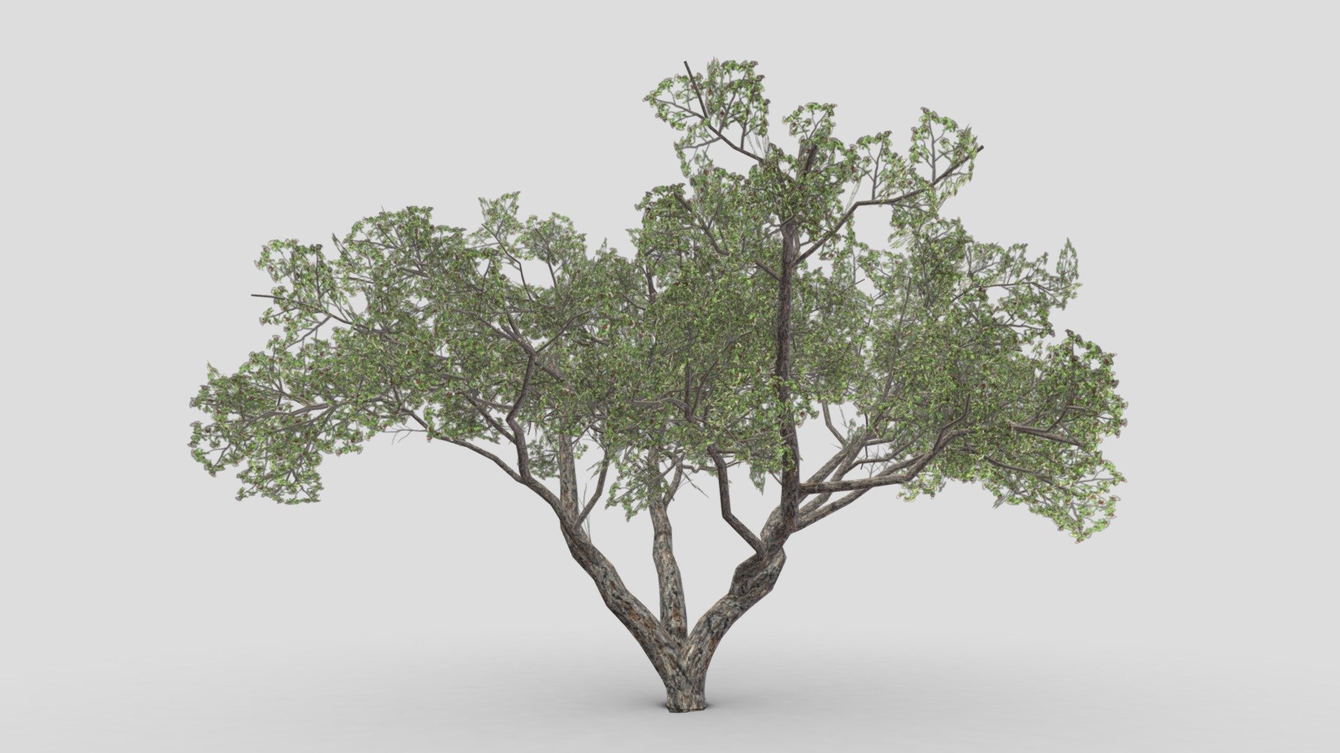 Brazilian Pequi Tree- 03 - Buy Royalty Free 3D model by ASMA3D [04cf510 ...
