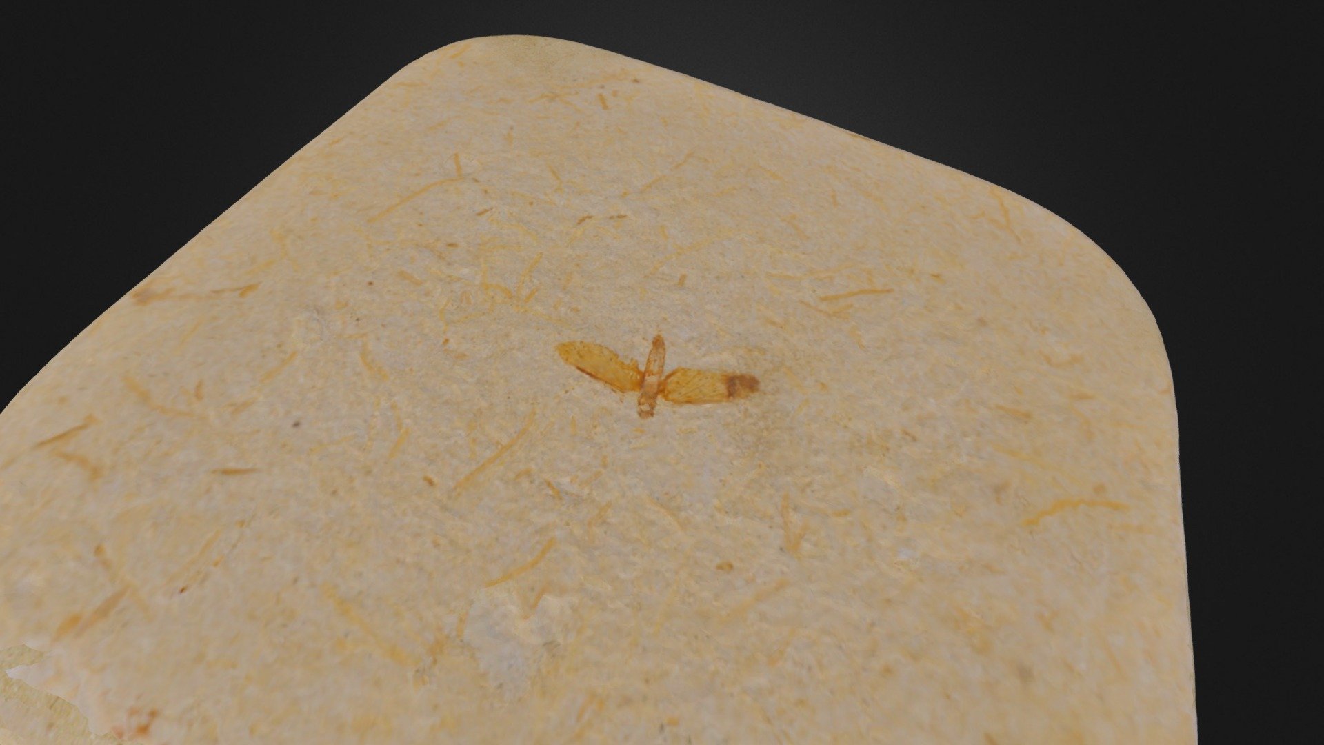 MAYFLY FOSSIL - 3D model by 3D Fossils (@conqueror78) [04d141e] - Sketchfab