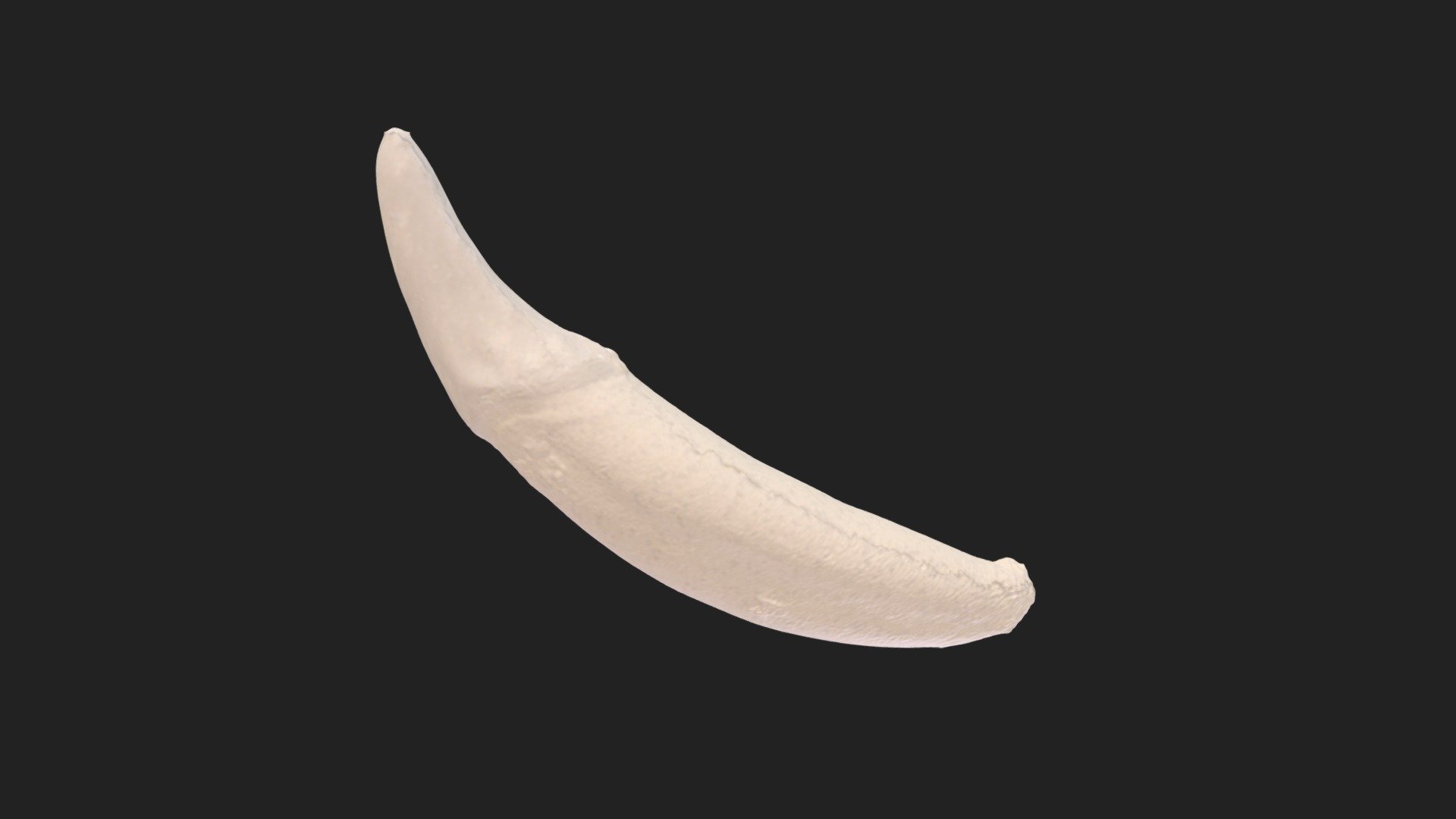 canine tooth (dens caninus) cat (lower jaw) - Download Free 3D model by ...