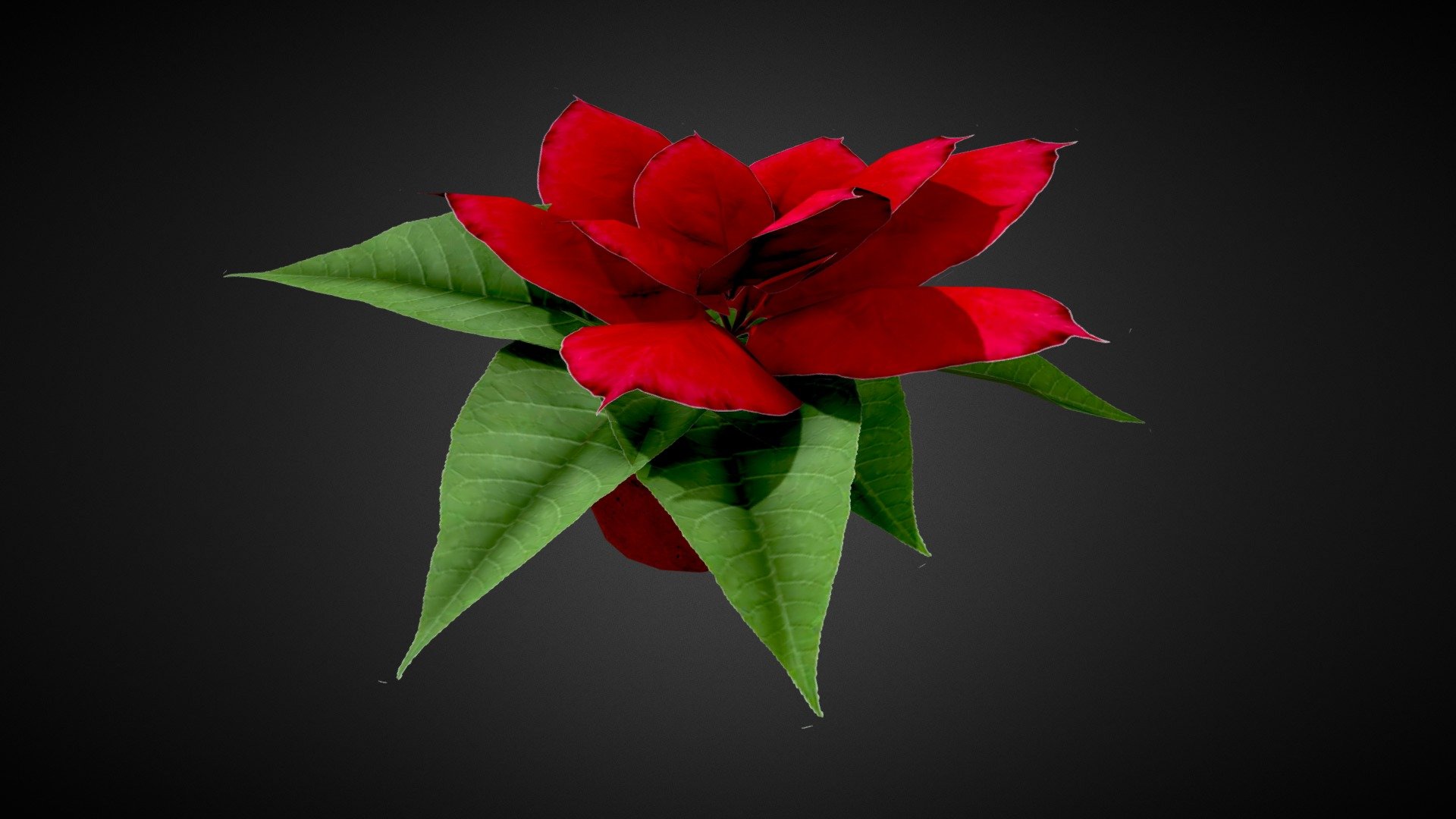 Poinsettia - Free download, go mad - Download Free 3D model by Phil ...