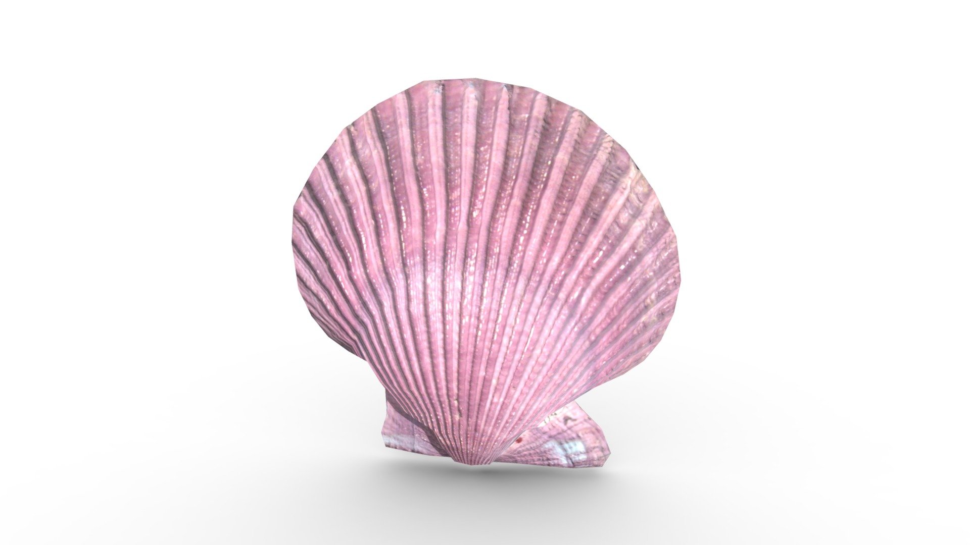 Purple Seashell - Download Free 3D model by Meerschaum Digital ...