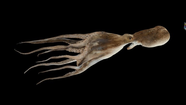 Webfoot 3D models - Sketchfab