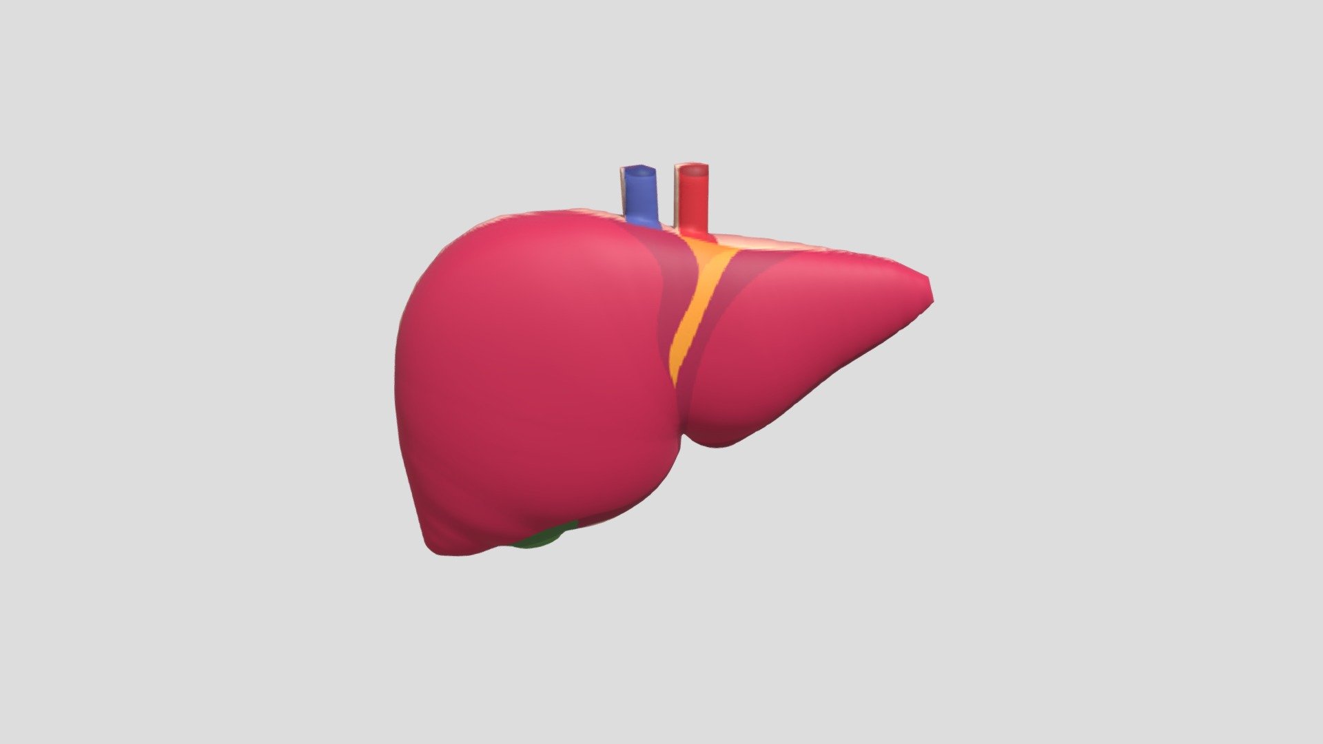 LIVER 3D made by Irene - 3D model by irenerache [04eb19f] - Sketchfab