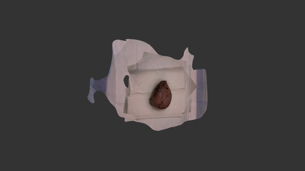 Testis 3d Model By Jjsamuelmd [04fcdcc] Sketchfab