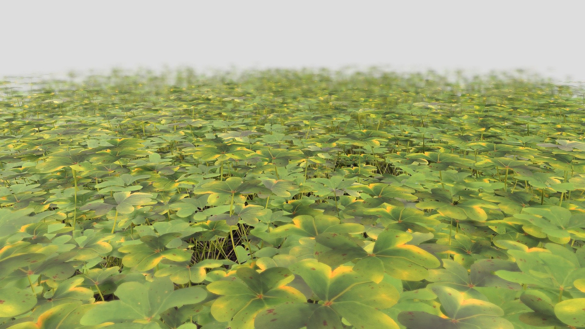 Clover field - Buy Royalty Free 3D model by raptor3 [04fdcda ...