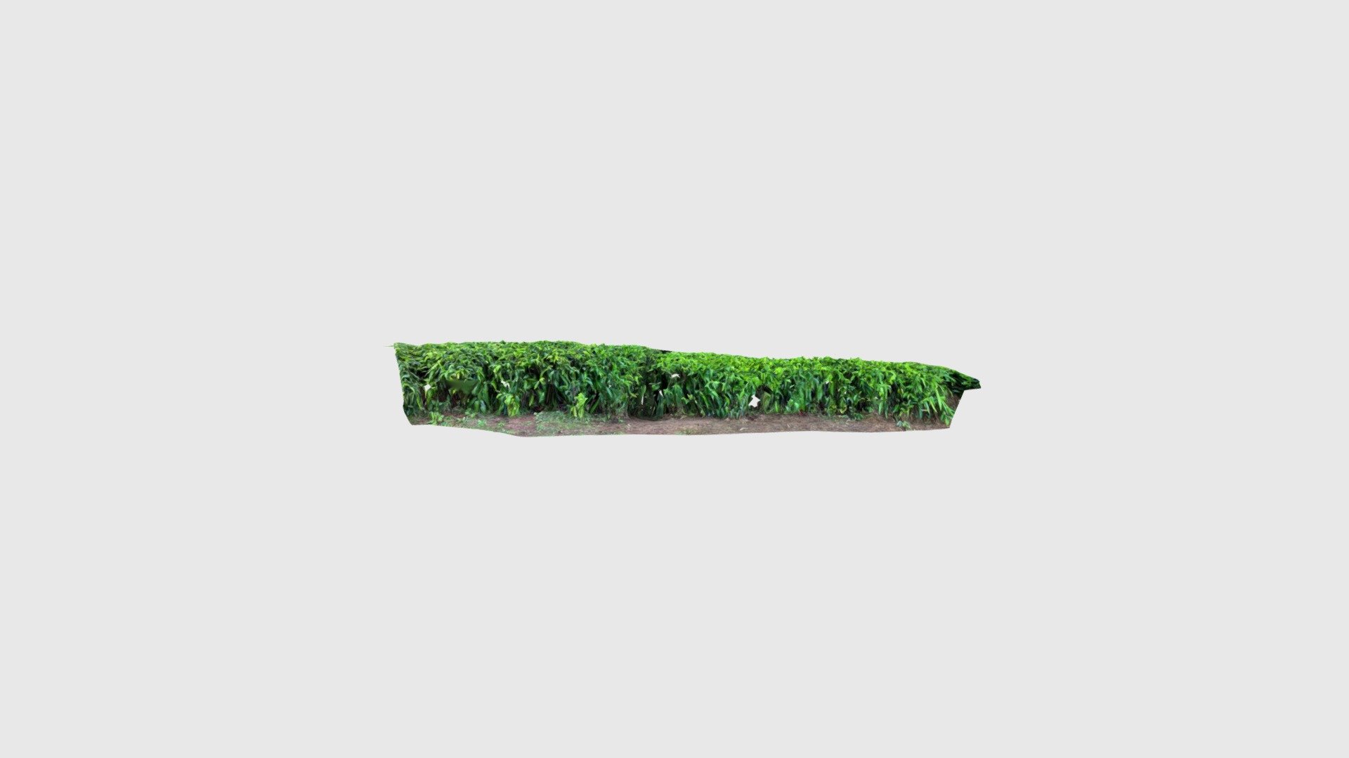 Tea Plants - Download Free 3D model by a-j-neill [050482d] - Sketchfab