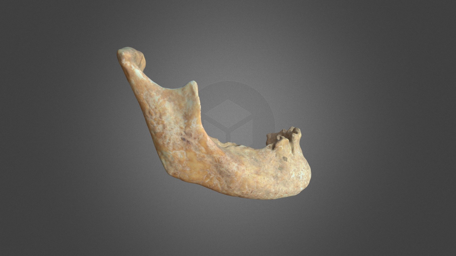 Bone 25 - 3D model by access3d [0509e2c] - Sketchfab