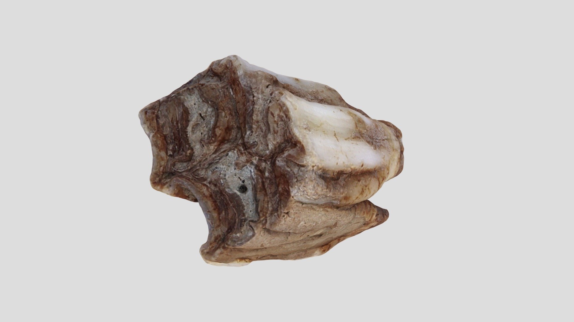 Liniclate Beach - Equine molar tooth - 3D model by Smilemaker [051ff0f ...