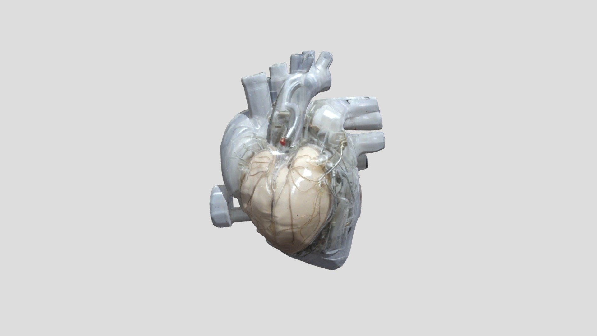 An artificial heart - 3D model by rajivbhusal [05217d8] - Sketchfab