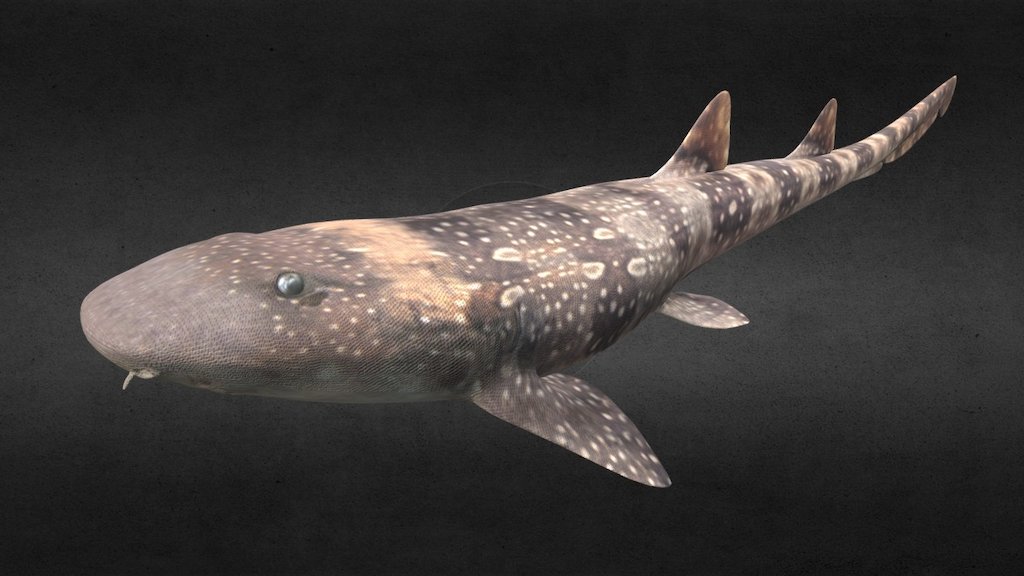 Spotted Bamboo Shark - 3D model by 3dsam79 [052549a] - Sketchfab