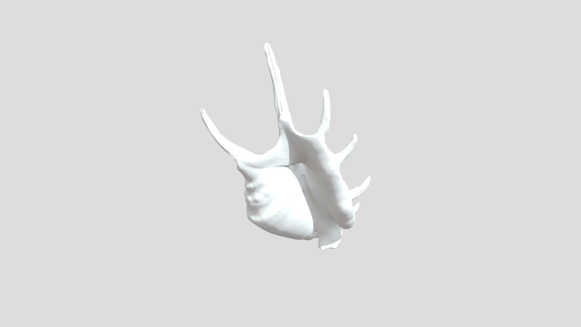 Lambis lambis - 3D model by nampung.41335 [052c967] - Sketchfab