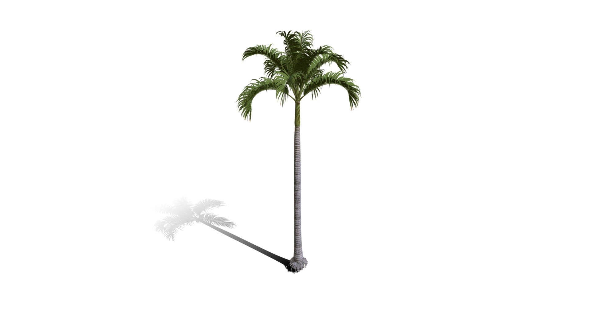 Realistic HD Christmas palm (10/35) - Download Free 3D model by ...