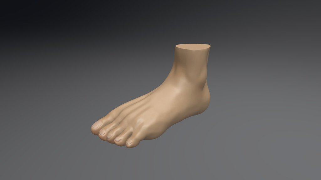 Day 17 Foot - 3D model by Gemma Suen (@gemmasuen) [053b567] - Sketchfab