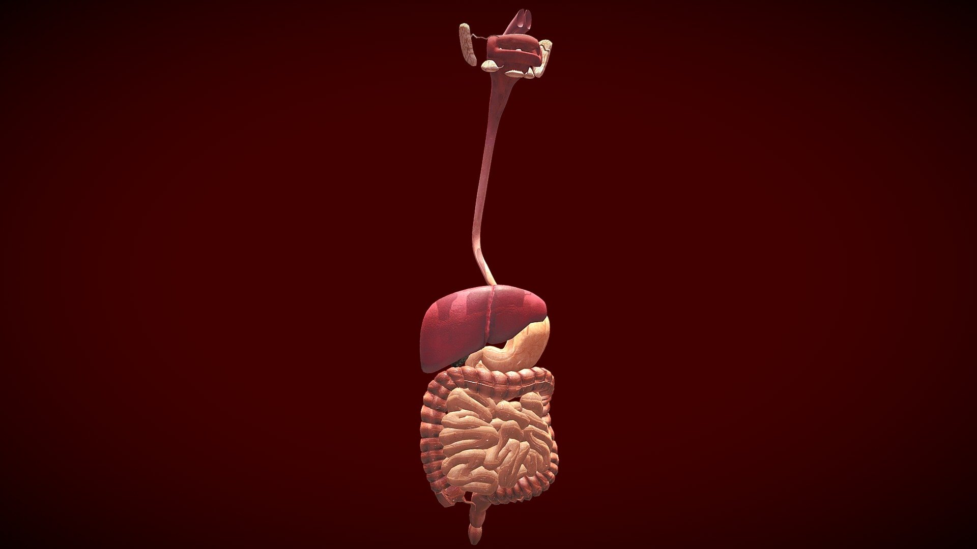 Human Digestive System (detachable organ) - Buy Royalty Free 3D model ...