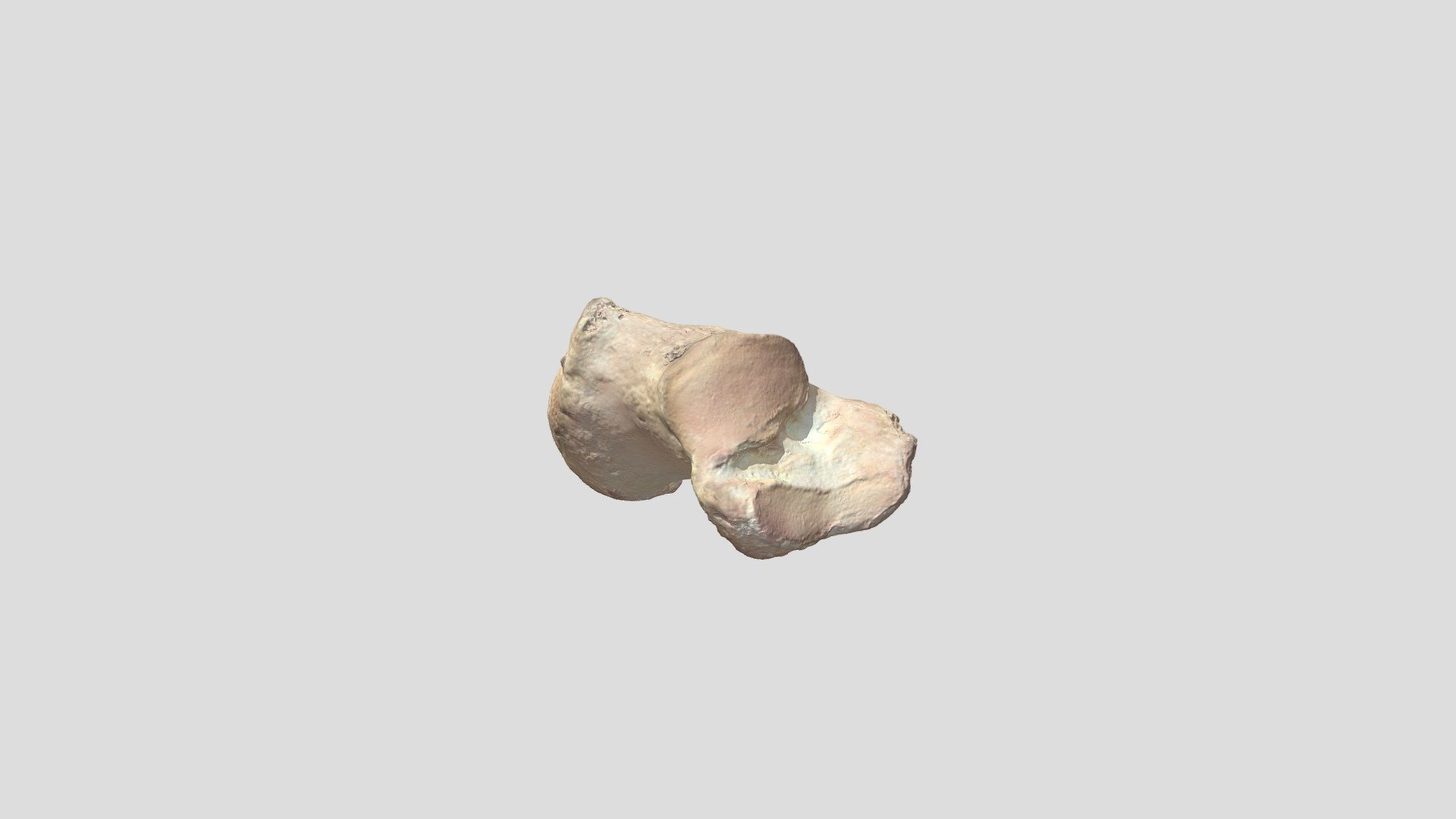 Left calcaneus - 3D model by kucharm [053d2a2] - Sketchfab