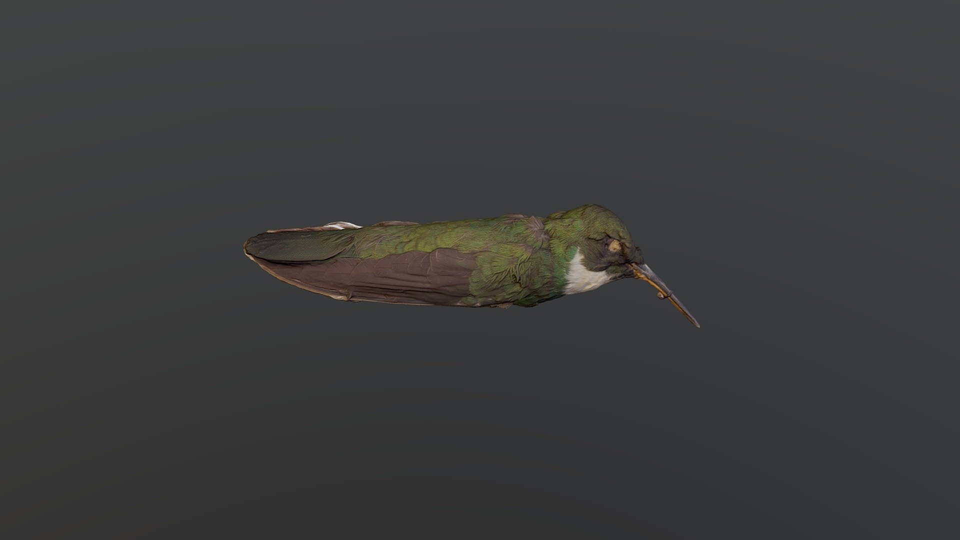 White-throated Hummingbird - L. albicollis - Download Free 3D model by ...