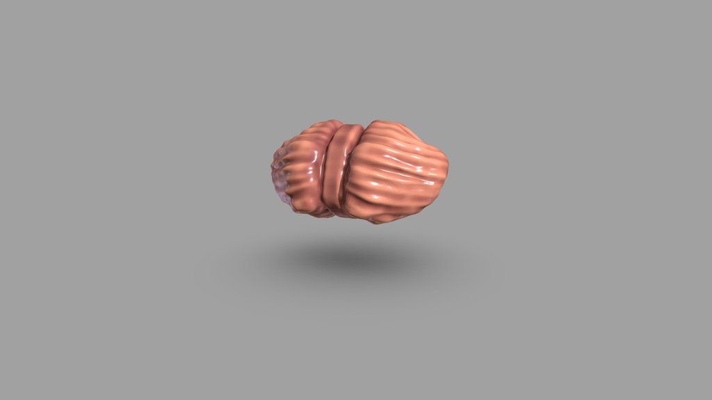 neurology - A 3D model collection by Louzaa - Sketchfab