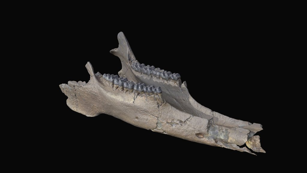 Gray Fossil Site - A 3D model collection by Gray Fossil Site & Museum ...