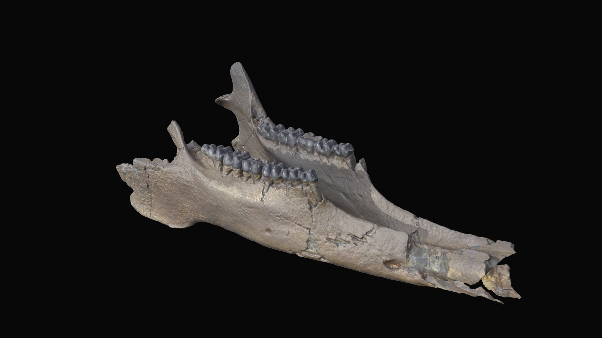 Peccary, Mylohyus elmorei. Mandible. - Download Free 3D model by Gray ...