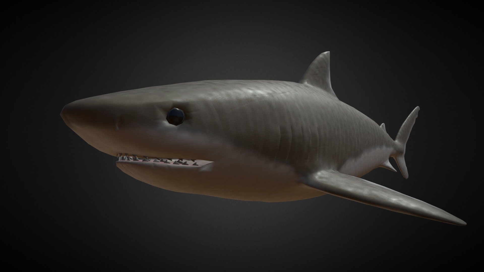 Tiger Shark - 3D model by David Dvorak (@DavidDvorak) [05645e3] - Sketchfab