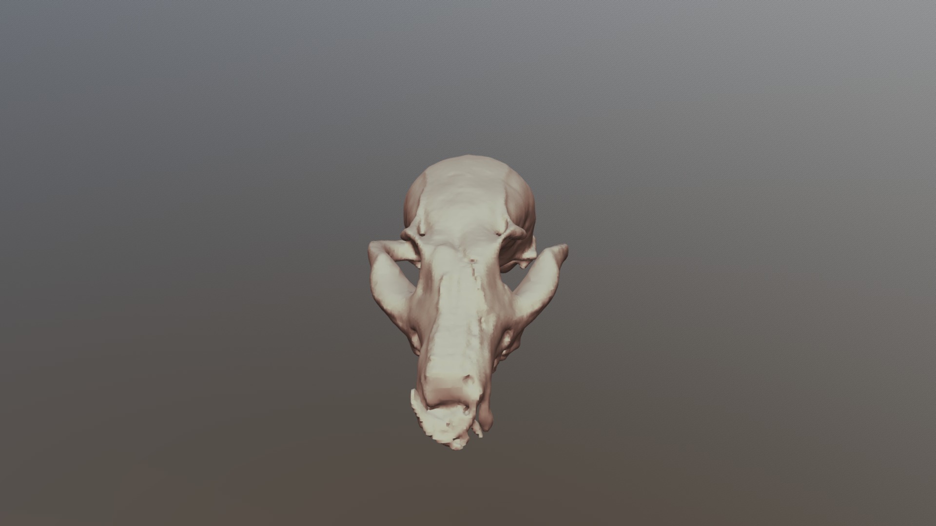 5D-Gray Fox Skull- Multi-BC1135 - Download Free 3D model by SJSUSERC ...