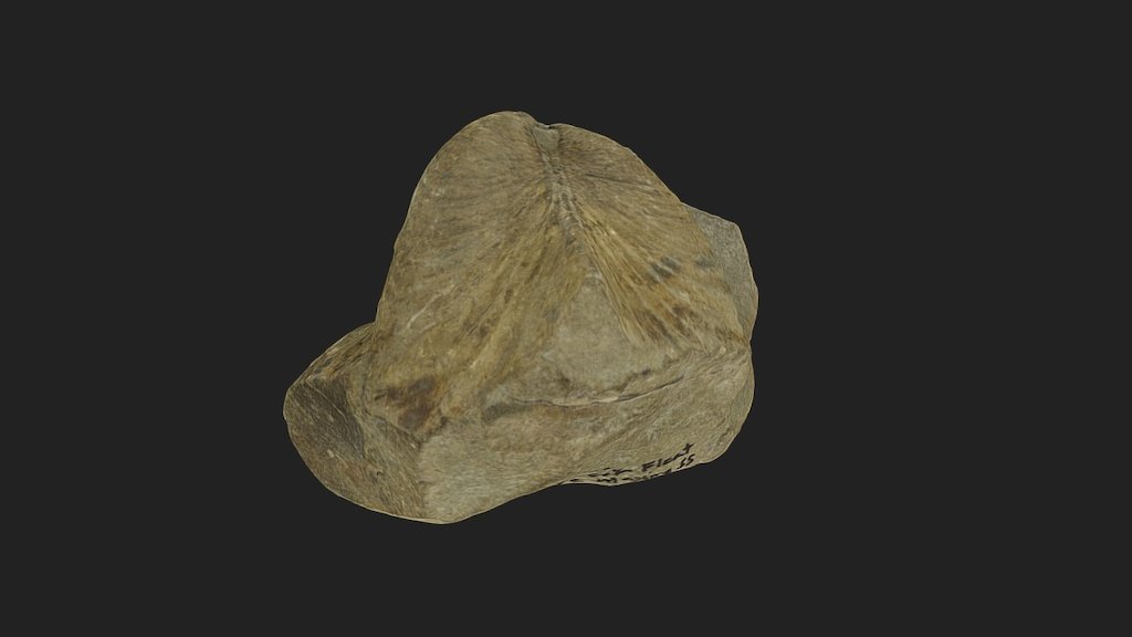 Retroceramus porrectus - 3D model by American Geosciences Institute ...