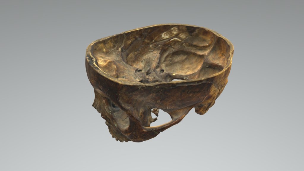Open skull - 3D model by threeding.com [0568a59] - Sketchfab