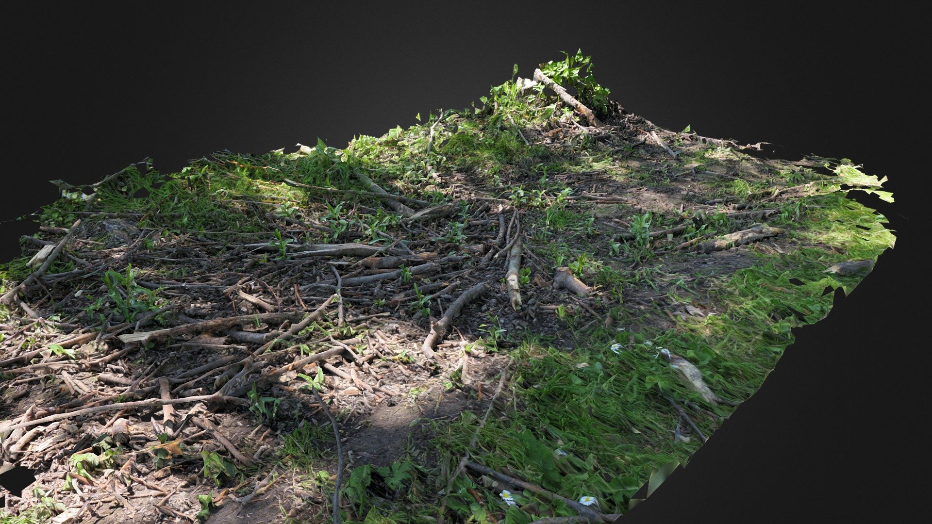 Forest floor scan - Download Free 3D model by v.klein [0568e36] - Sketchfab