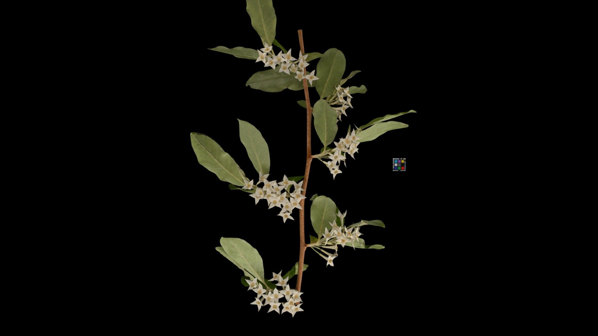 アキグミ Japanese Silverberry, Elaeagnus umbellata - Download Free 3D model ...